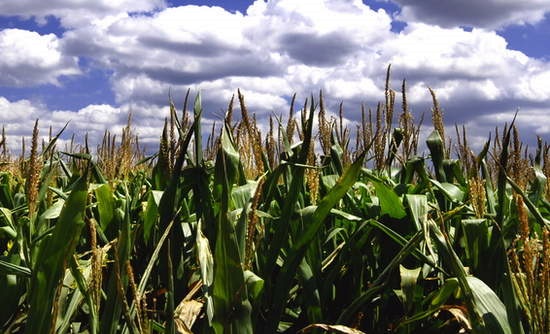 Soft Commodities: Exploring Growth and Trading Dynamics - SuperMoney